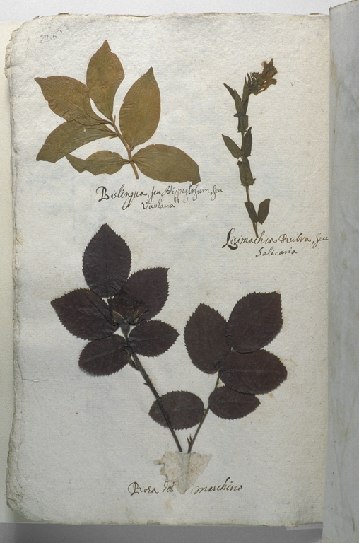 Patrimonio culturale dell'Emilia-Romagna