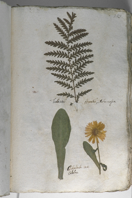 Patrimonio culturale dell'Emilia-Romagna