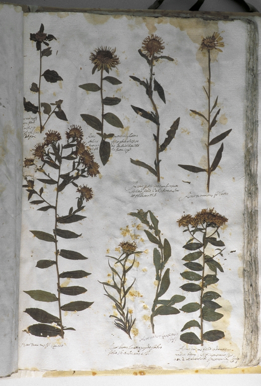 Patrimonio culturale dell'Emilia-Romagna